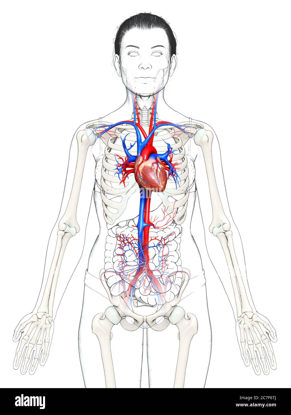 3d rendered medically accurate illustration of Female heart Stock Photo ...
