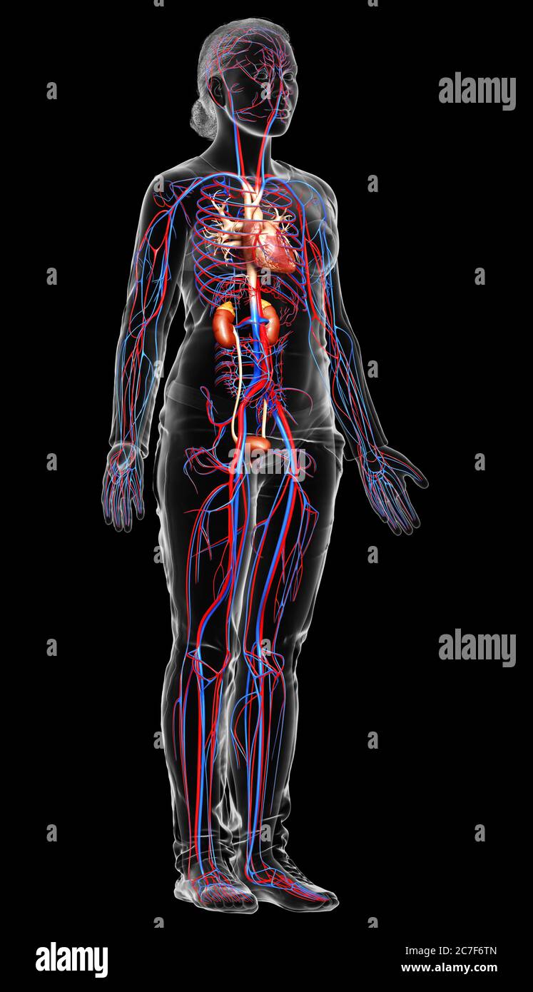 3d rendered, medically accurate illustration of the female kidneys and ...
