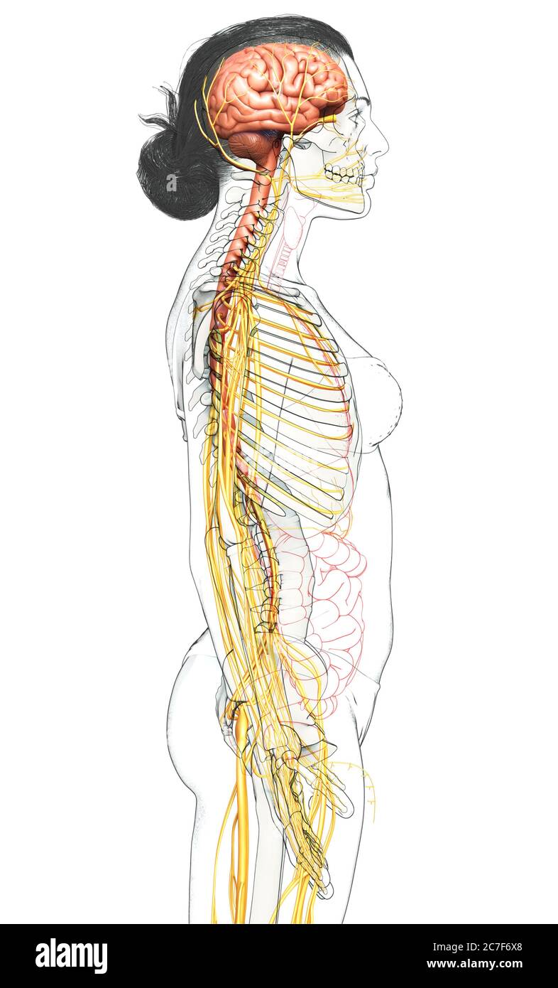 3d rendered medically accurate illustration of a female nervous system ...