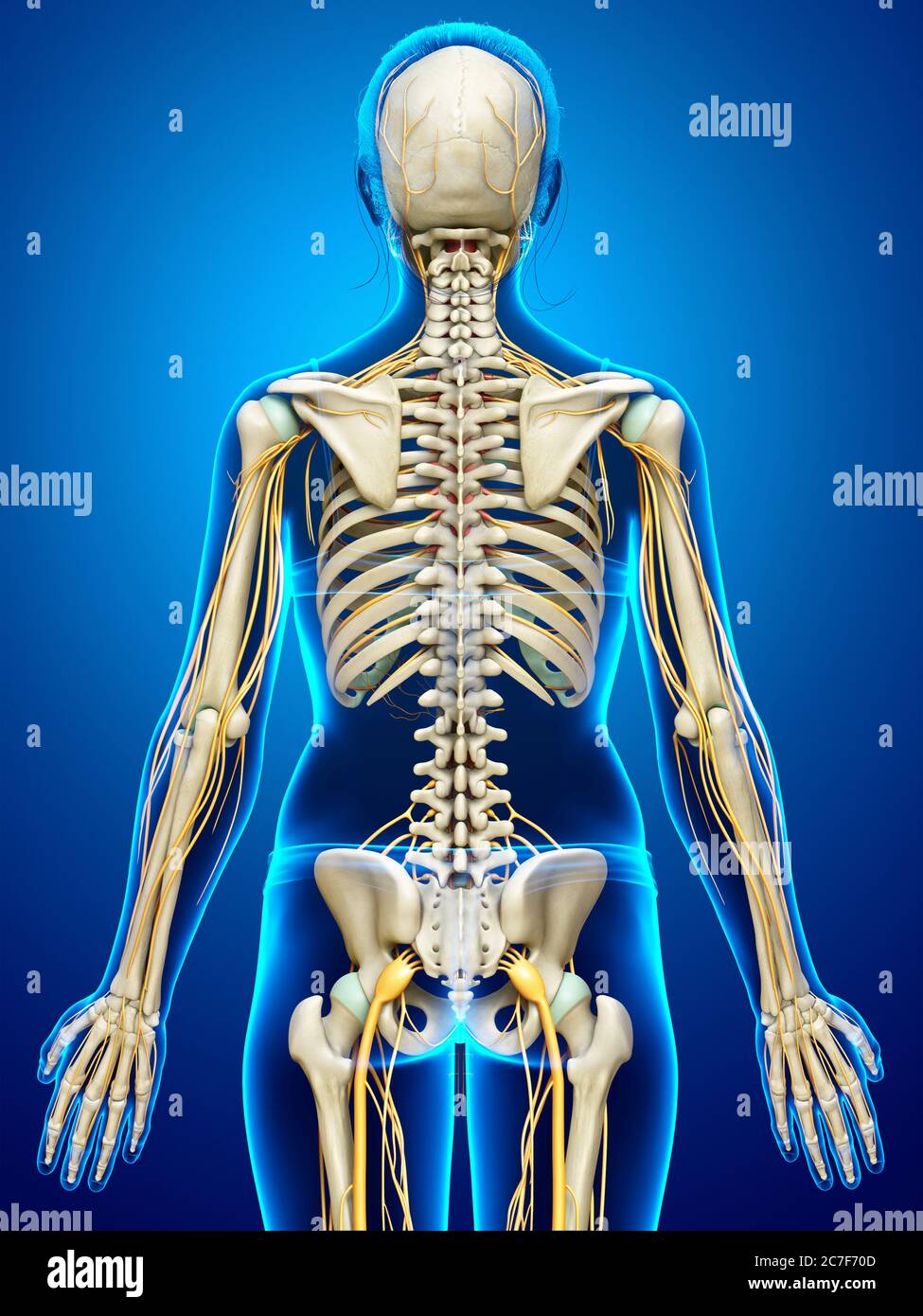 3d rendered medically accurate illustration ofa female nervous system ...