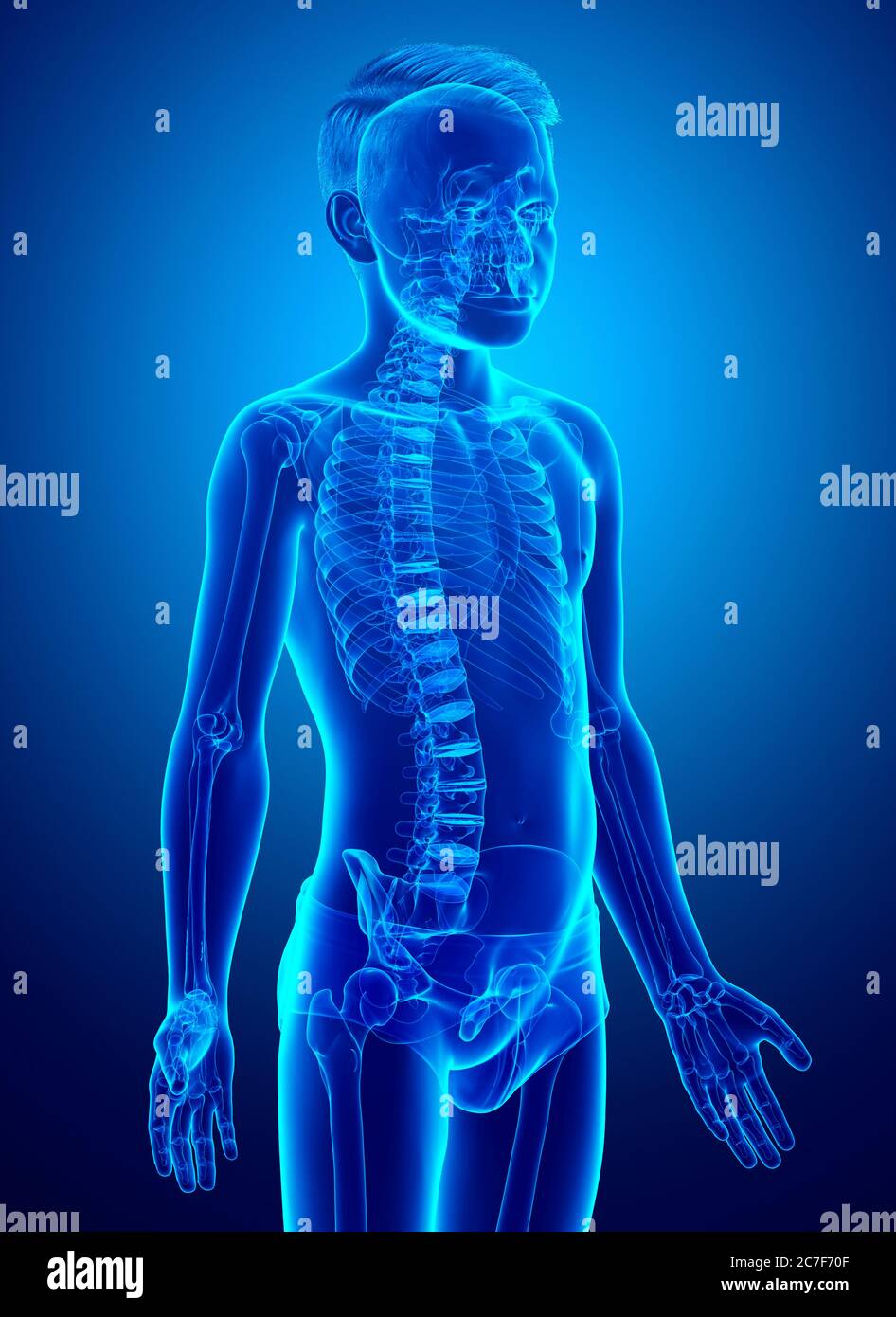 3d rendered, medically accurate illustration of a young boy skeleton ...