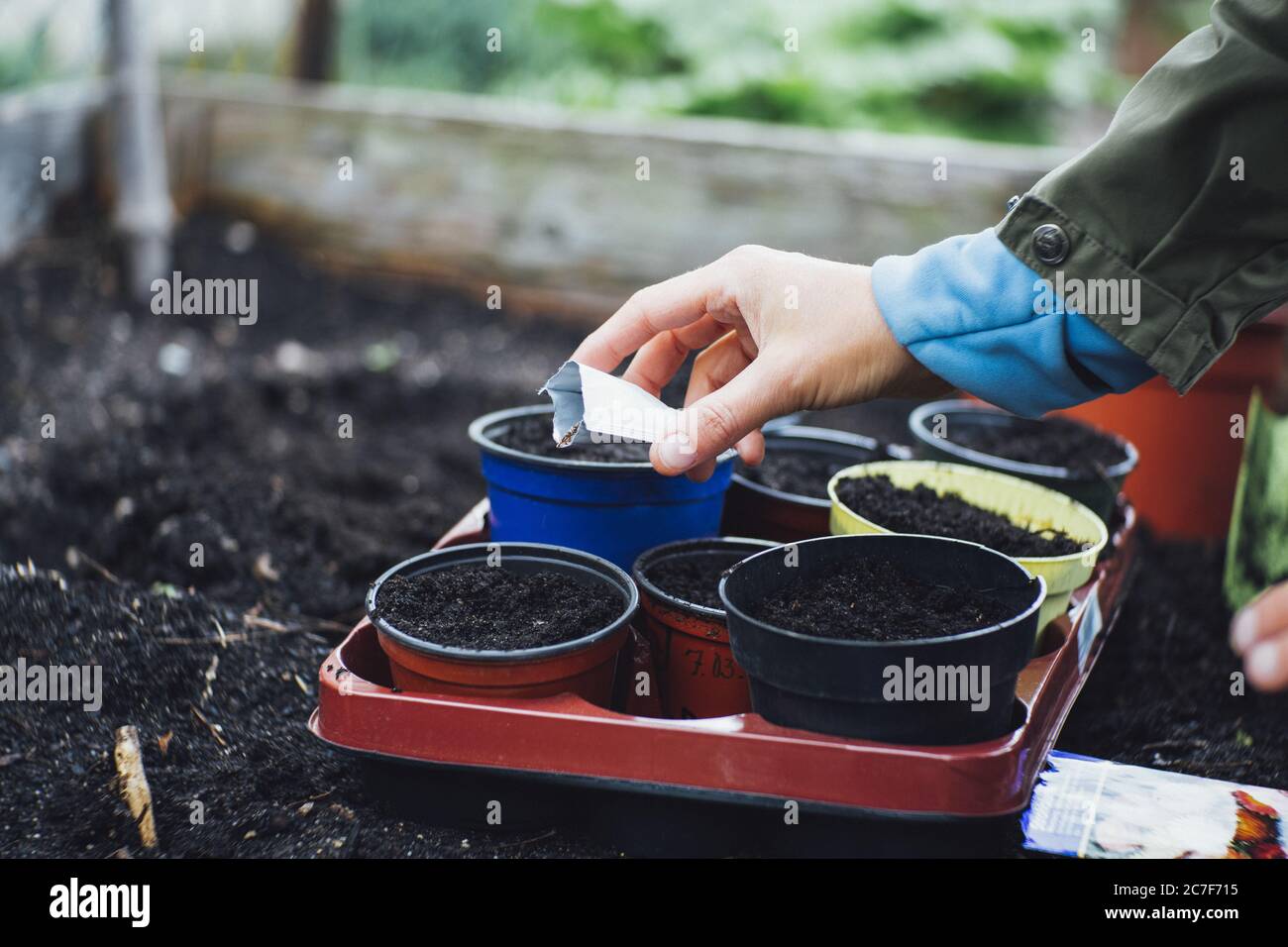 Farmer adding pesticides in the soil for plantations Stock Photo - Alamy