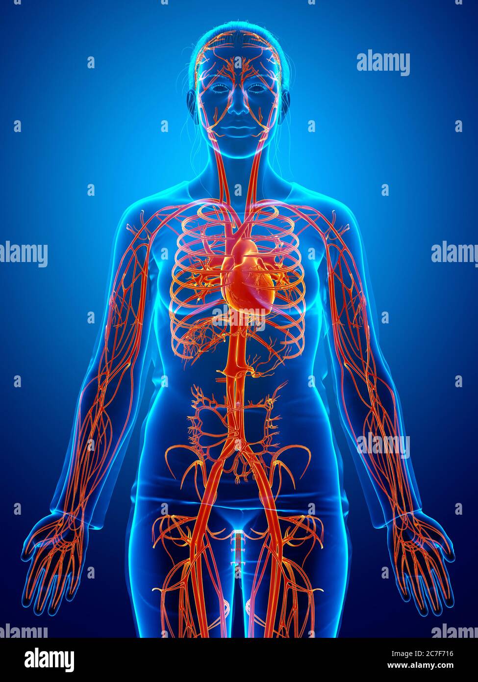 3d rendered medically accurate illustration of the circulatory system ...