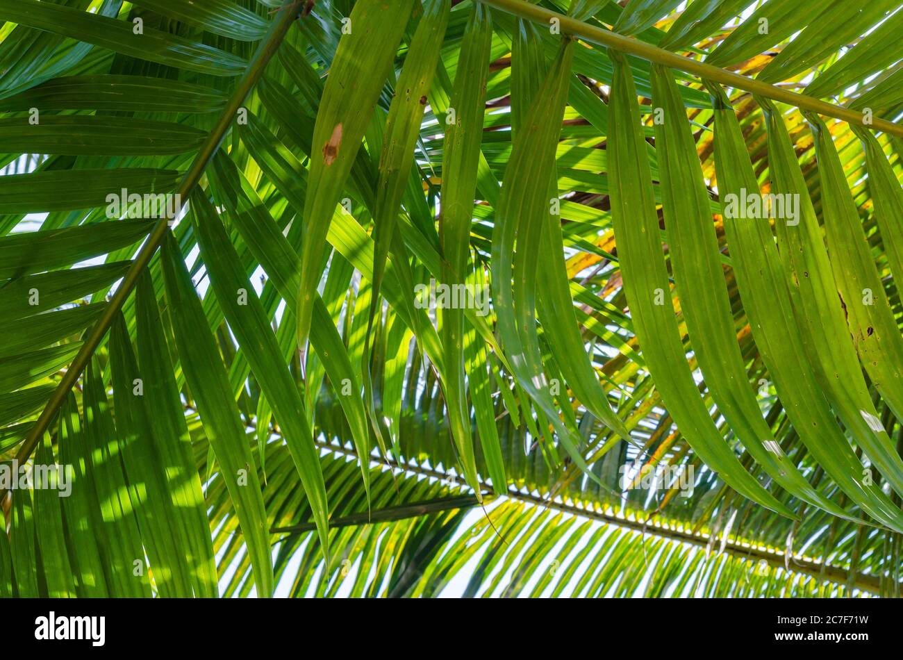 Green Leaf of Betel Palm of Betel Nut (or Areca Catechu is botanical ...