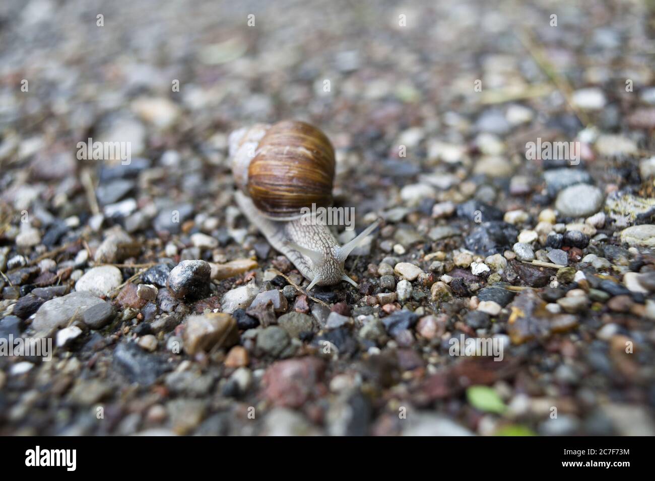 Little snail on head hi-res stock photography and images - Alamy