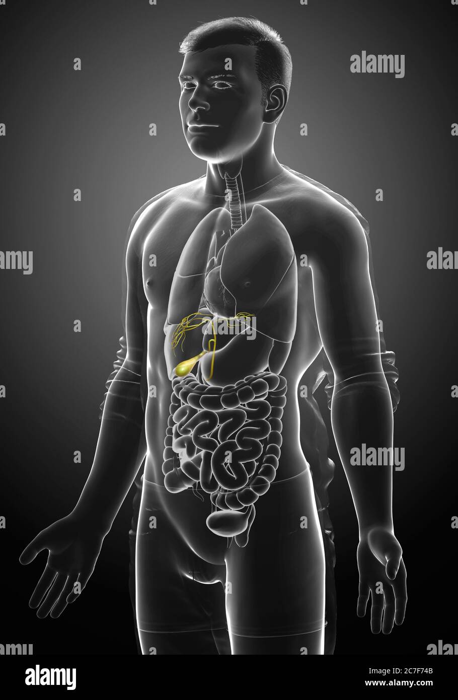 3d rendered medically accurate illustration of male Organs Gallbladder ...