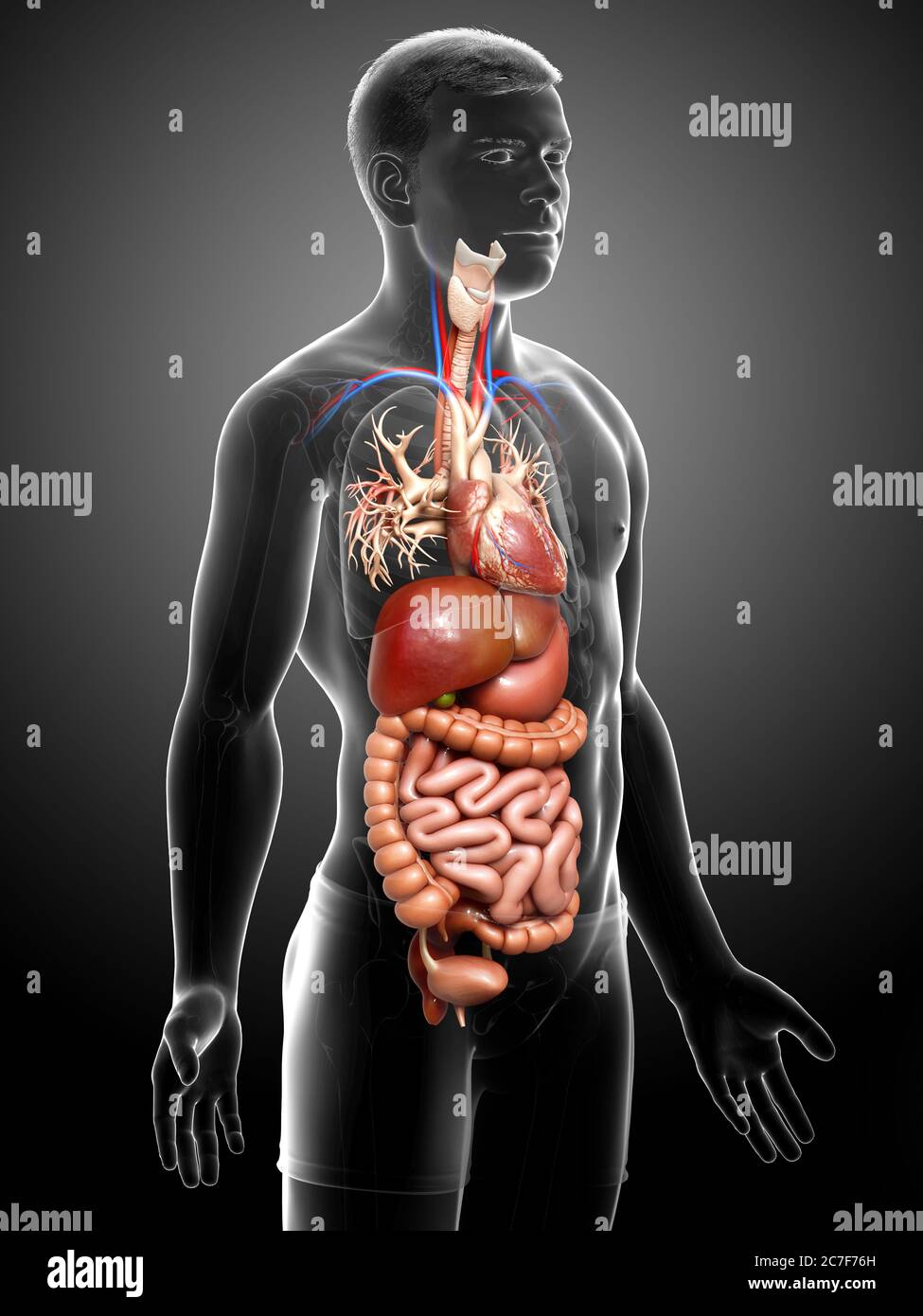 3d rendered medically accurate illustration of male Digestive System ...