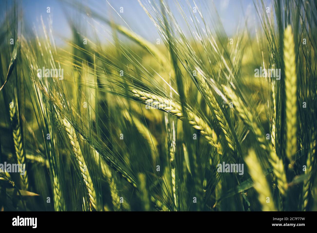 Closeup shot of wheat on a beautiful wheat farm under the blue sky ...