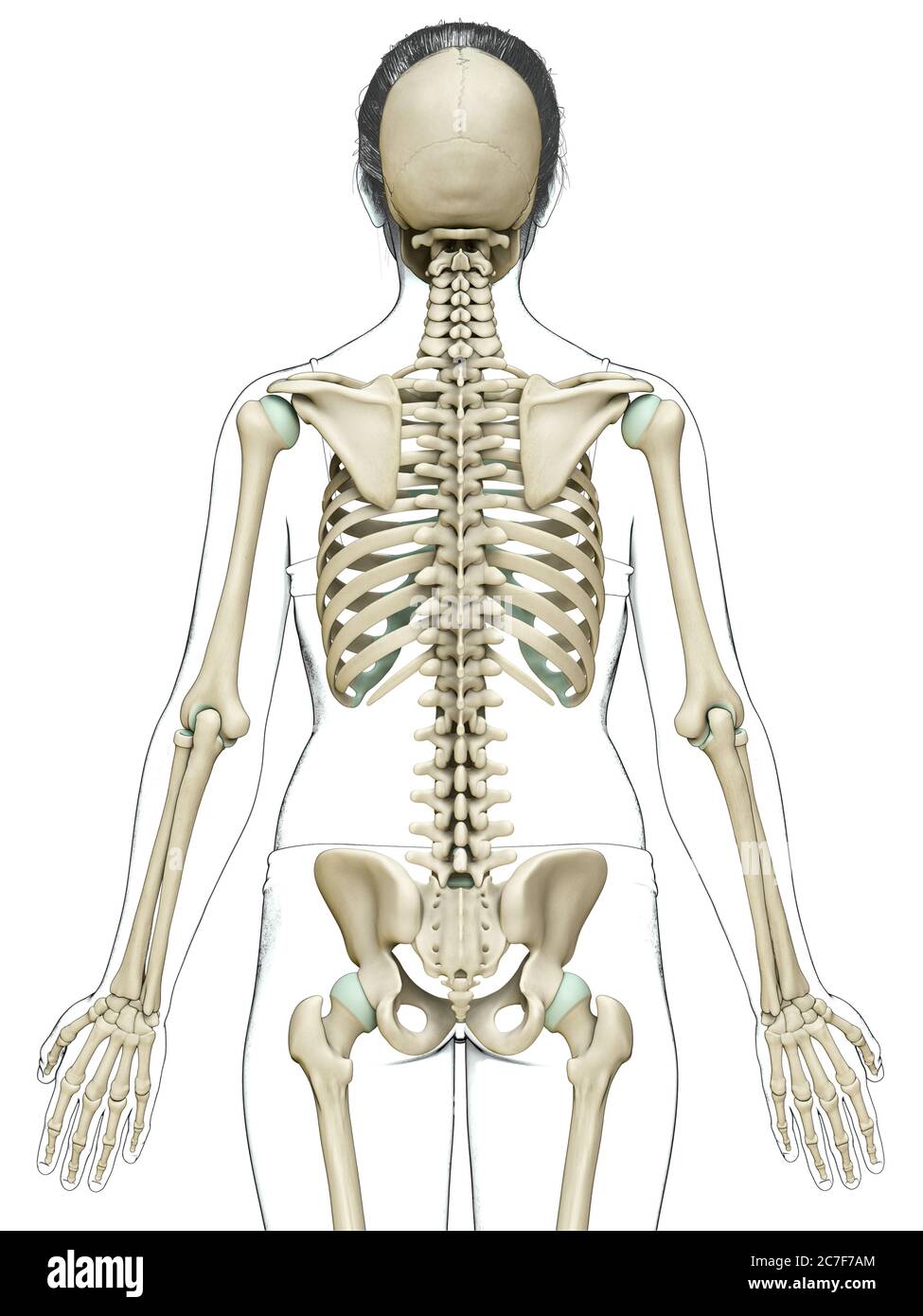 3d rendered, medically accurate illustration of a female skeleton ...