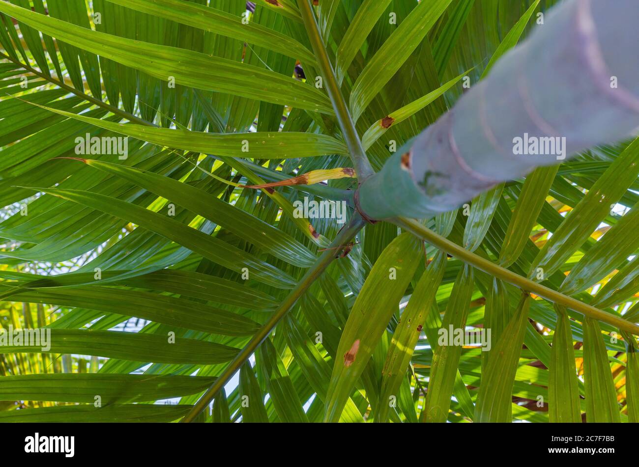 Areca catechu hi-res stock photography and images - Alamy