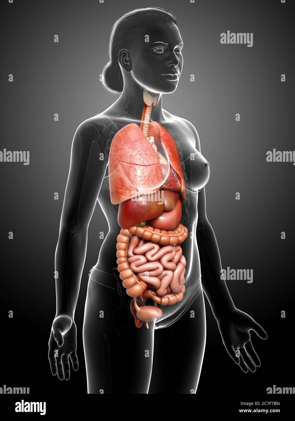 3d rendered medically accurate illustration of female Internal organs ...