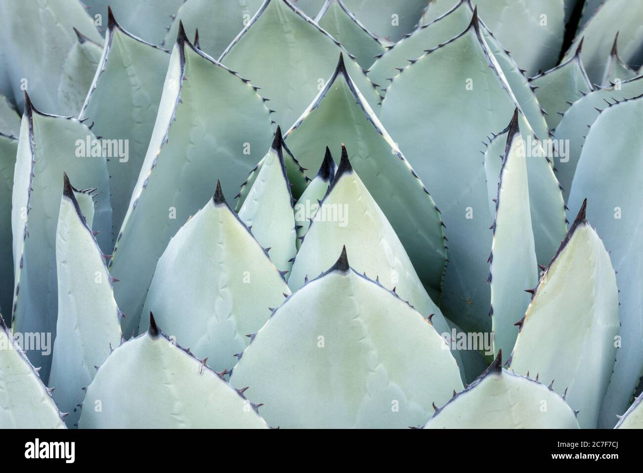 Parry's agave hi-res stock photography and images - Alamy