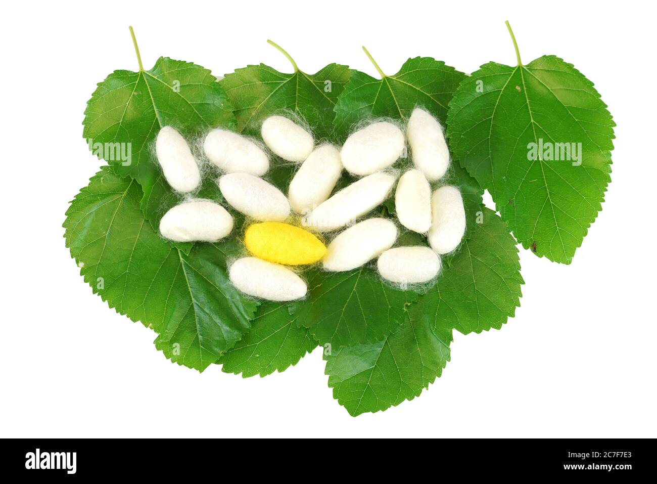 Silkworm cocoon Cut Out Stock Images & Pictures - Alamy