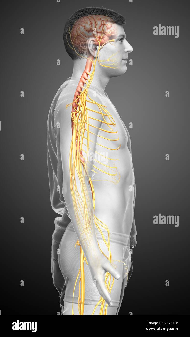 3d rendered medically accurate illustration of a male nervous system ...