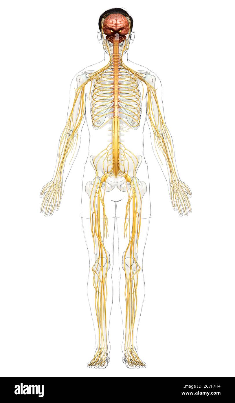 3d rendered medically accurate illustration of a male nervous system ...
