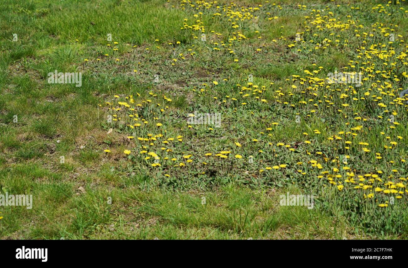 lawn in backyard in bad condition need weed control Stock Photo - Alamy