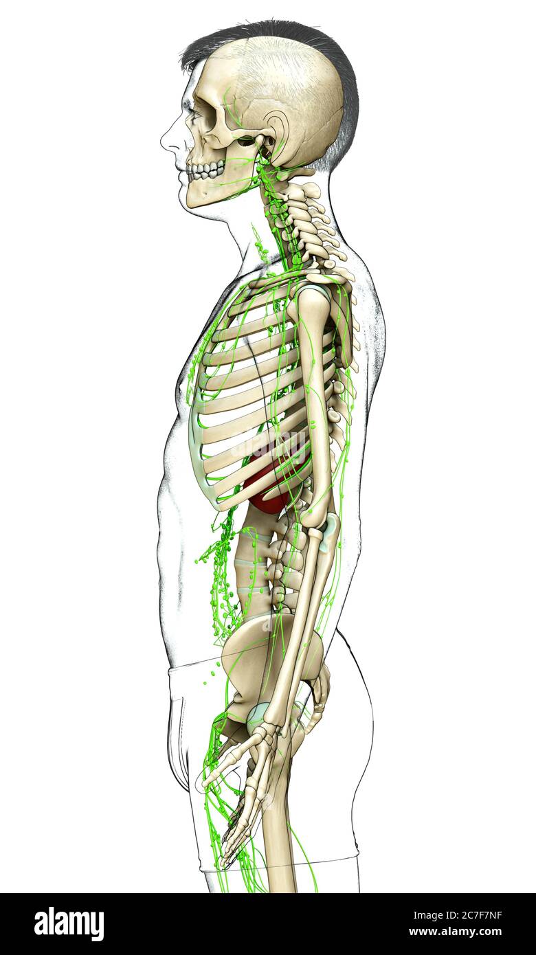 3d rendered medically accurate illustration of a male lymphatic system ...