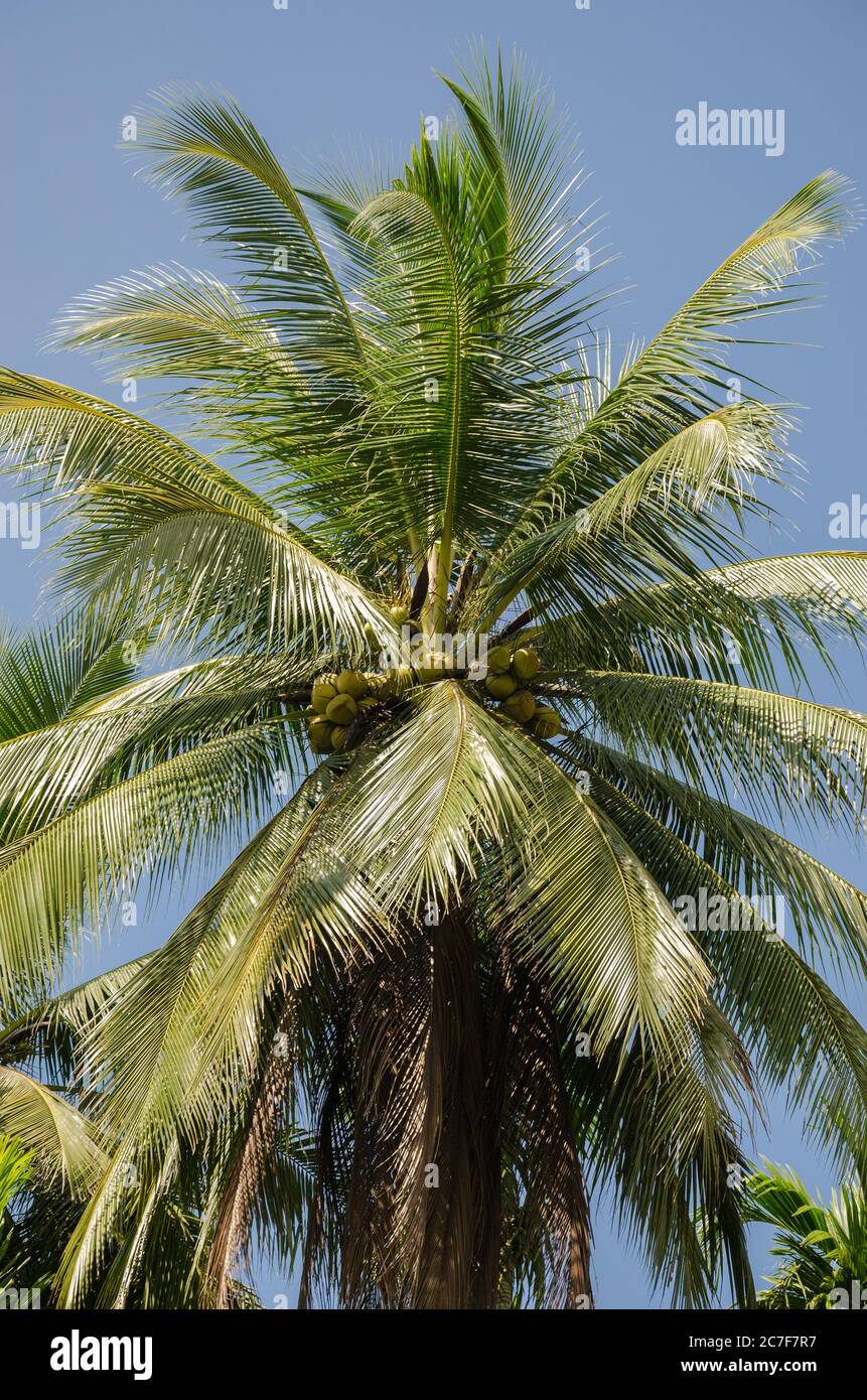 Coconut Tree in Sunlight of Tropical Summer Stock Photo - Alamy