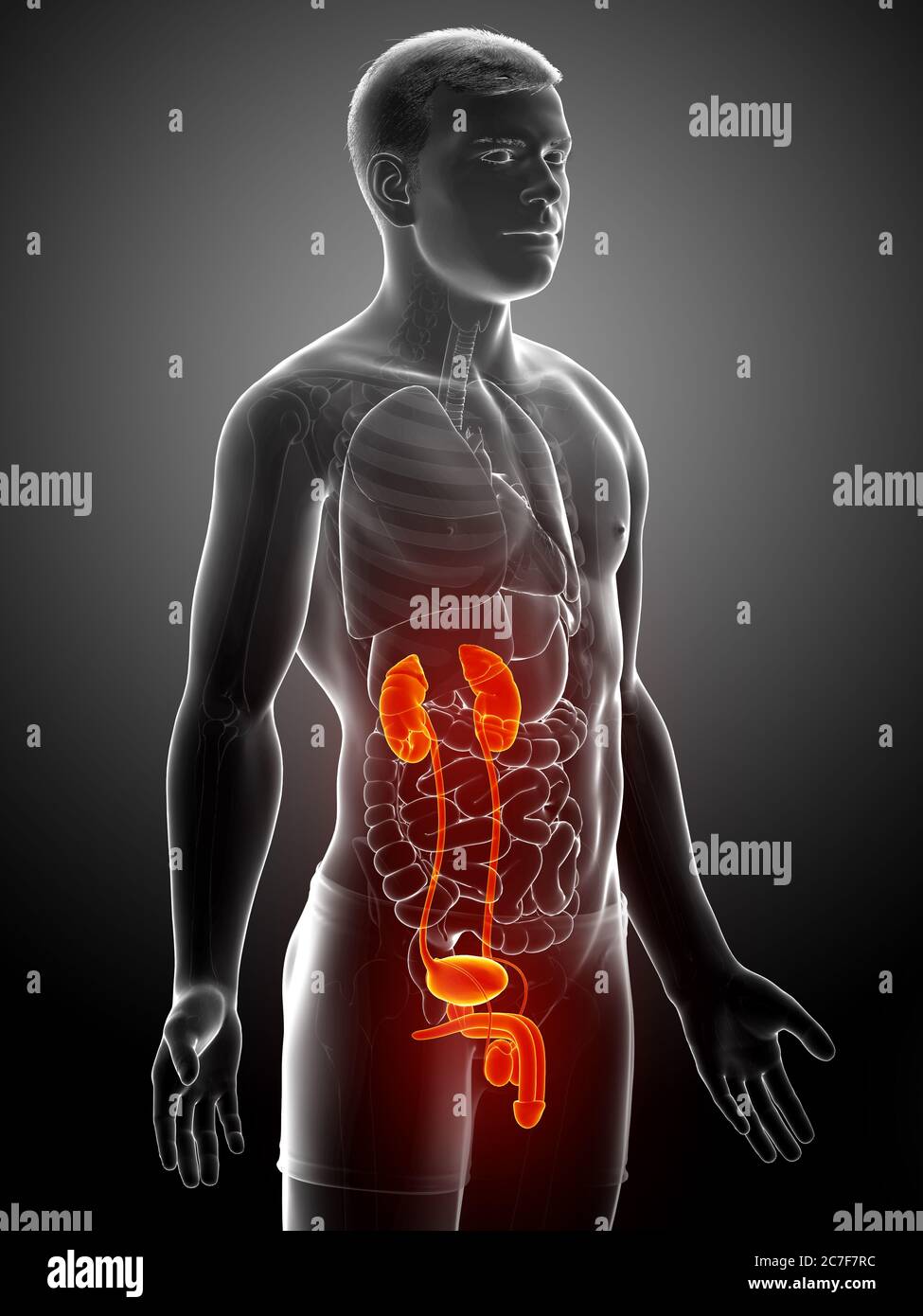 3d rendered, medically accurate illustration of the highlighted kidneys ...
