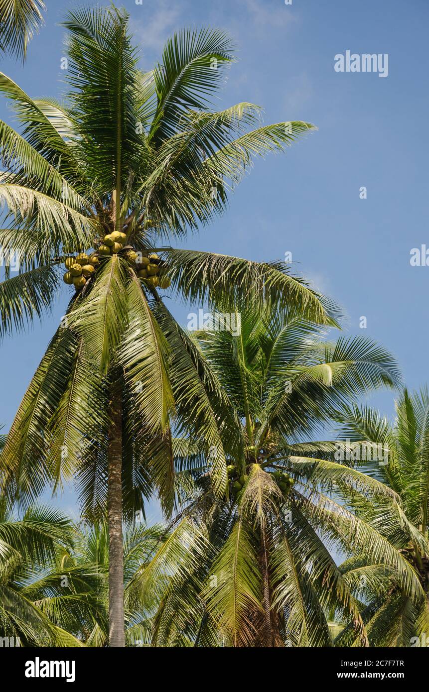 Coconut Tree in Sunlight of Tropical Summer Stock Photo - Alamy