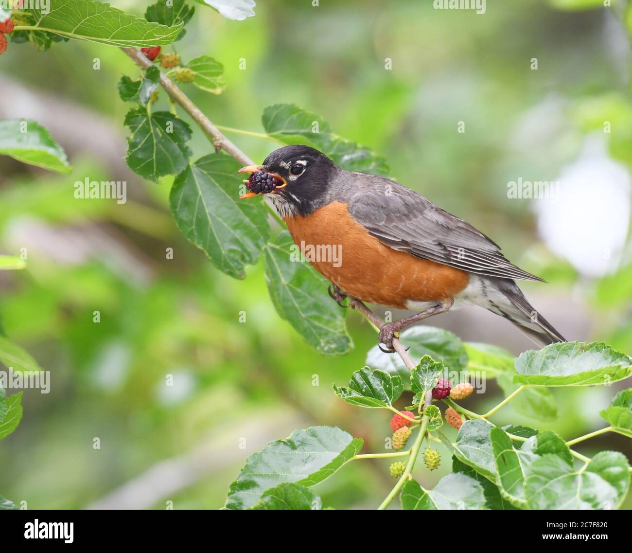 Robin eating fruit hi-res stock photography and images - Alamy