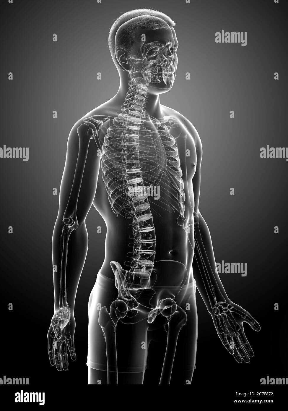3d rendered, medically accurate illustration of a male skeleton system ...