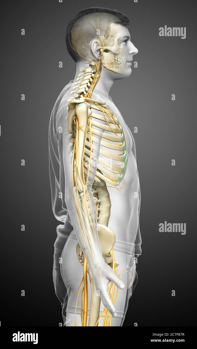 3d rendered medically accurate illustration of the nervous system and ...