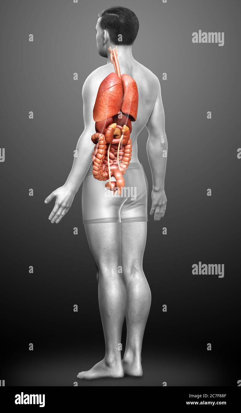 3d Rendered Medically Accurate Illustration Of Male Internal Organs