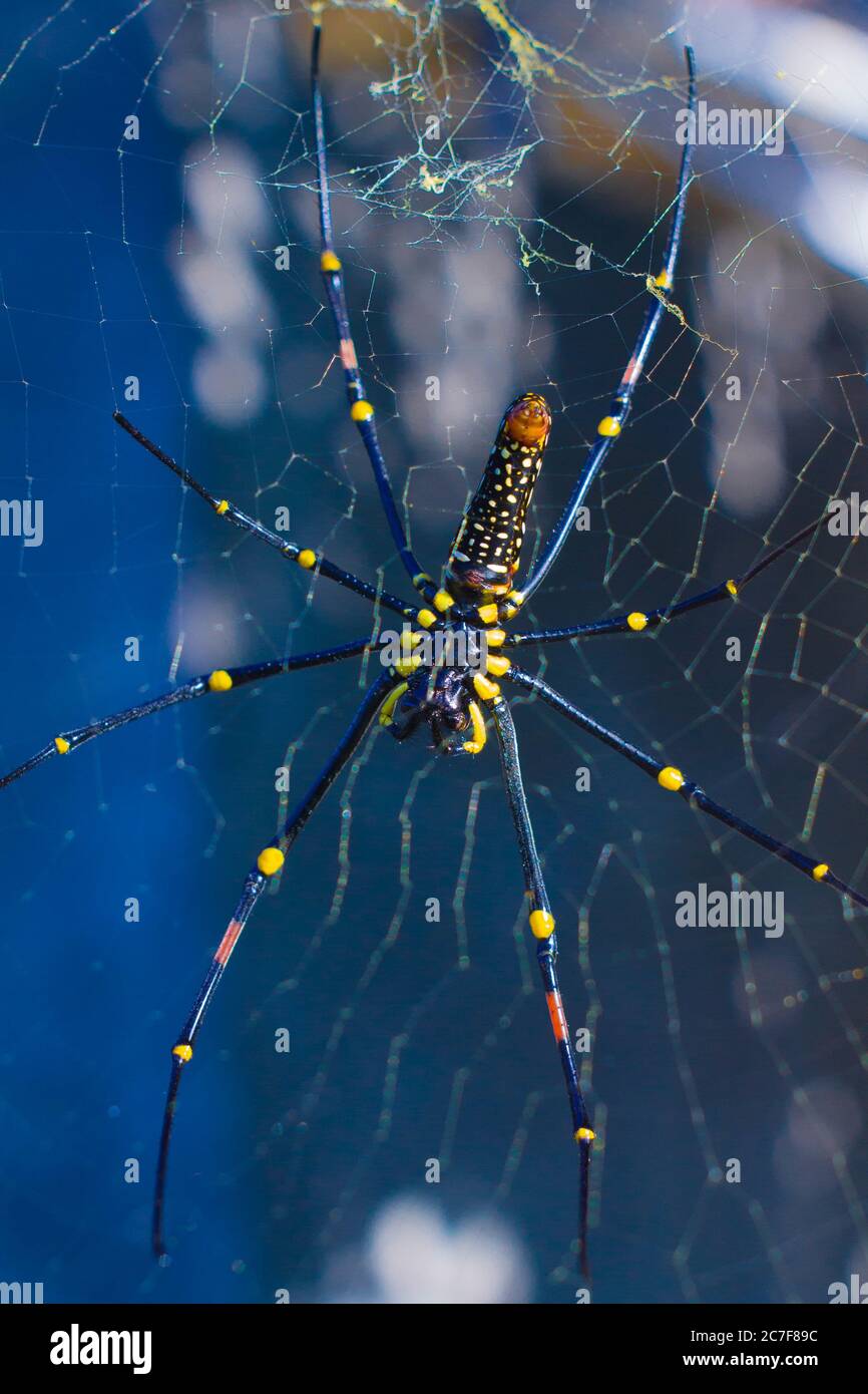 Vertical closeup shot of a spider on a spider web with a blurred ...