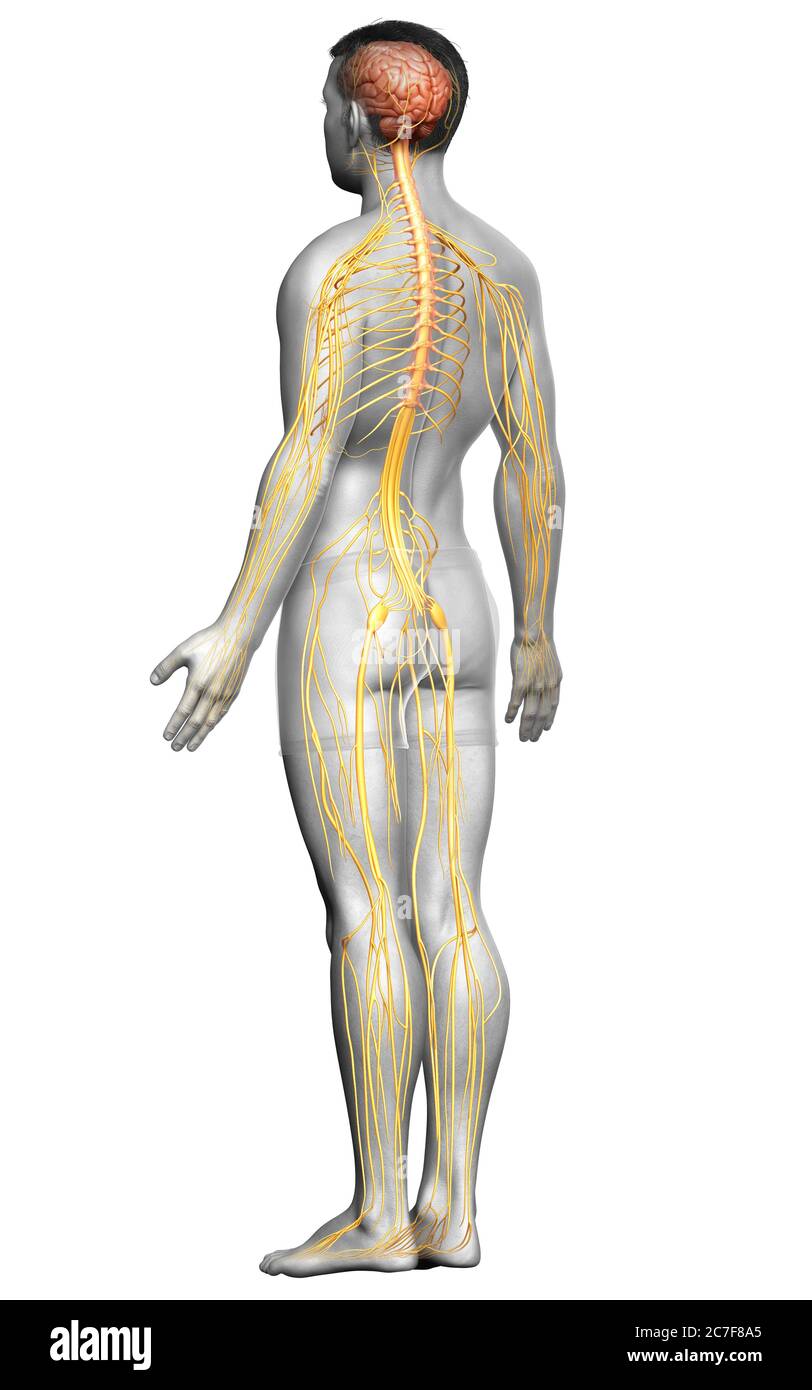 3d rendered medically accurate illustration of a male nervous system ...