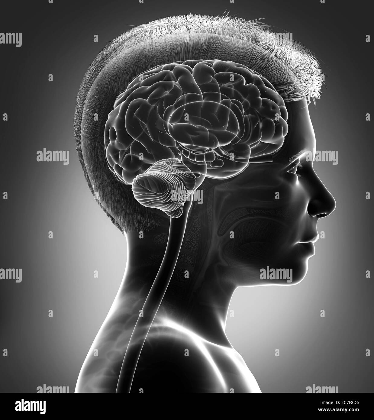 3d rendering medical illustration of young boy brain x-ray anatomy ...