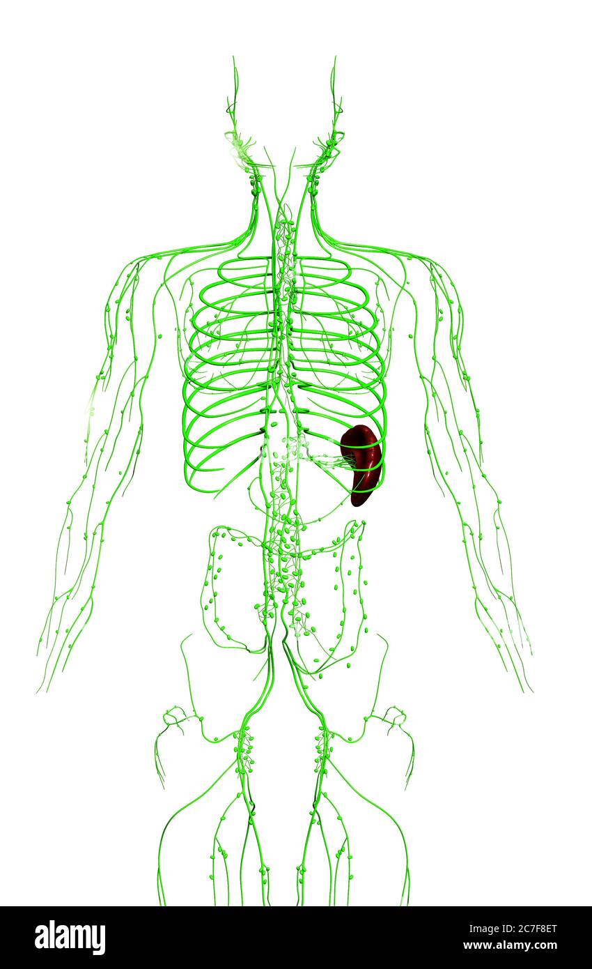 3d rendered medically accurate illustration of the lymphatic system ...