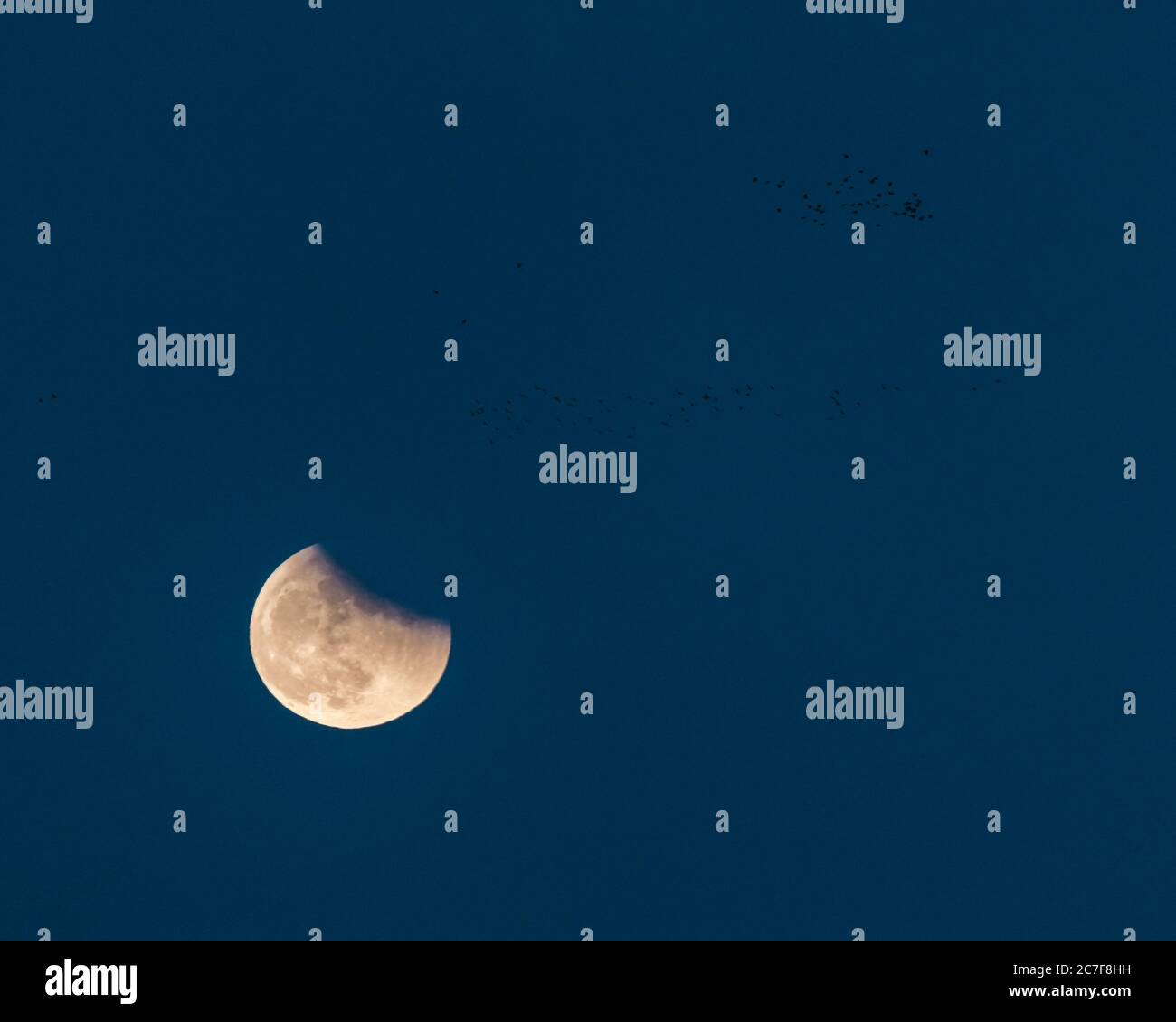 Flock of birds and the beautiful moon in the night sky - great for a ...