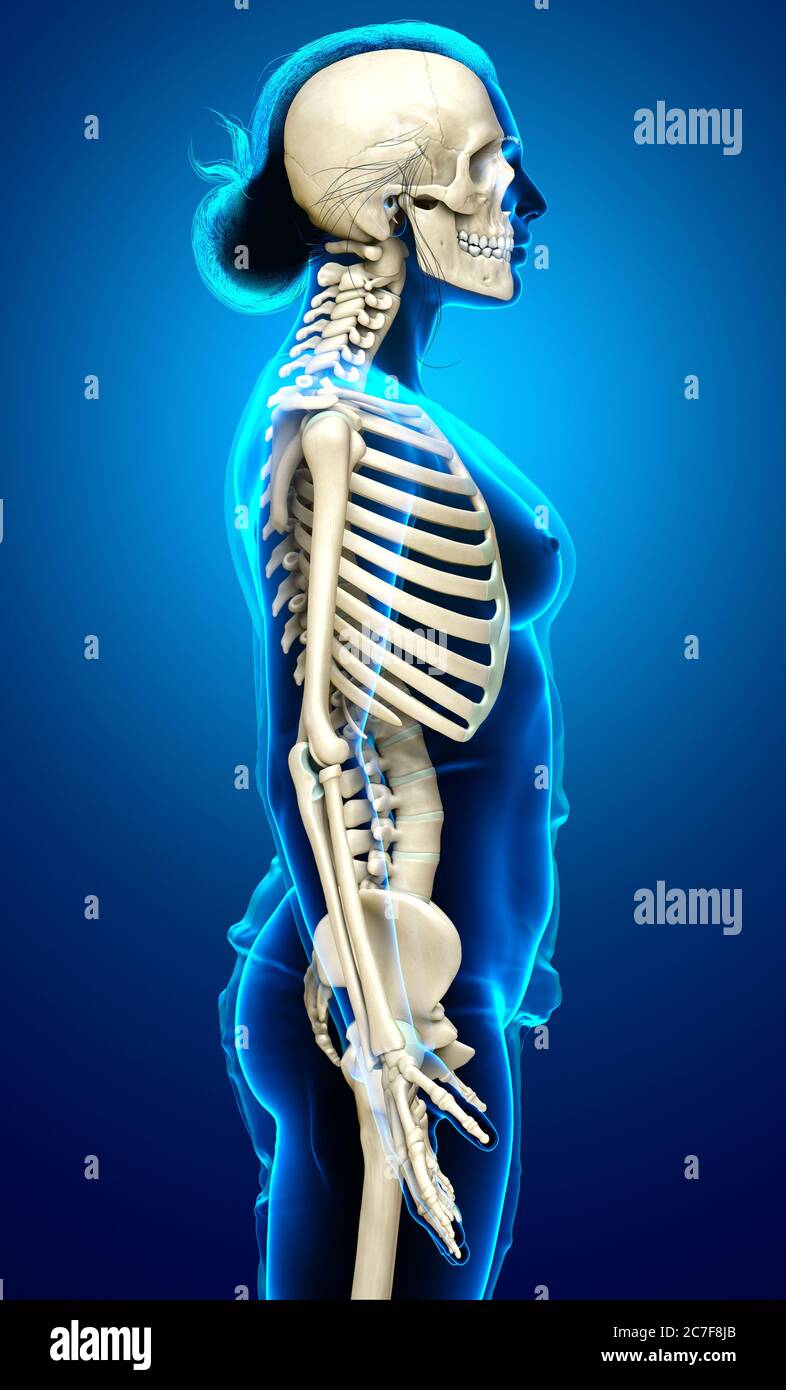 3d rendered, medically accurate illustration of a female skeleton ...