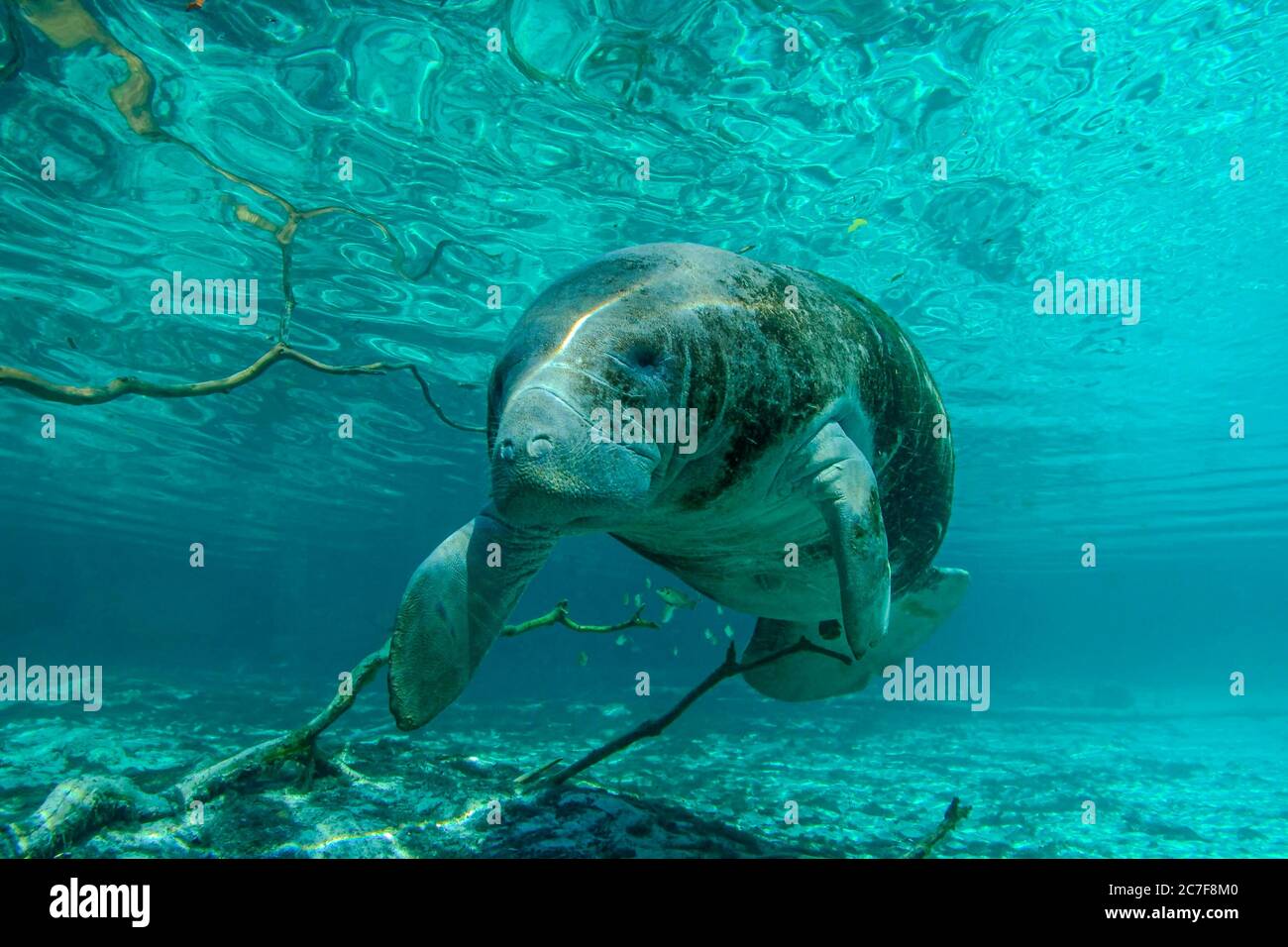 Manatee (Trichechus manatus), Crystal River, Florida Stock Photo - Alamy