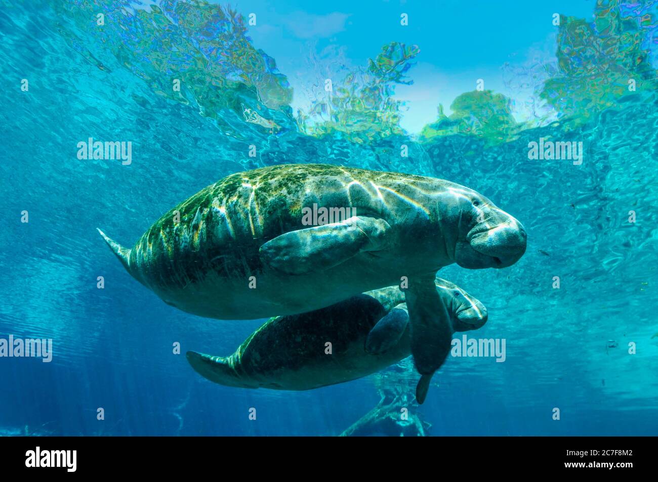 Manatee (Trichechus manatus) with young animal, Crystal River, Florida ...