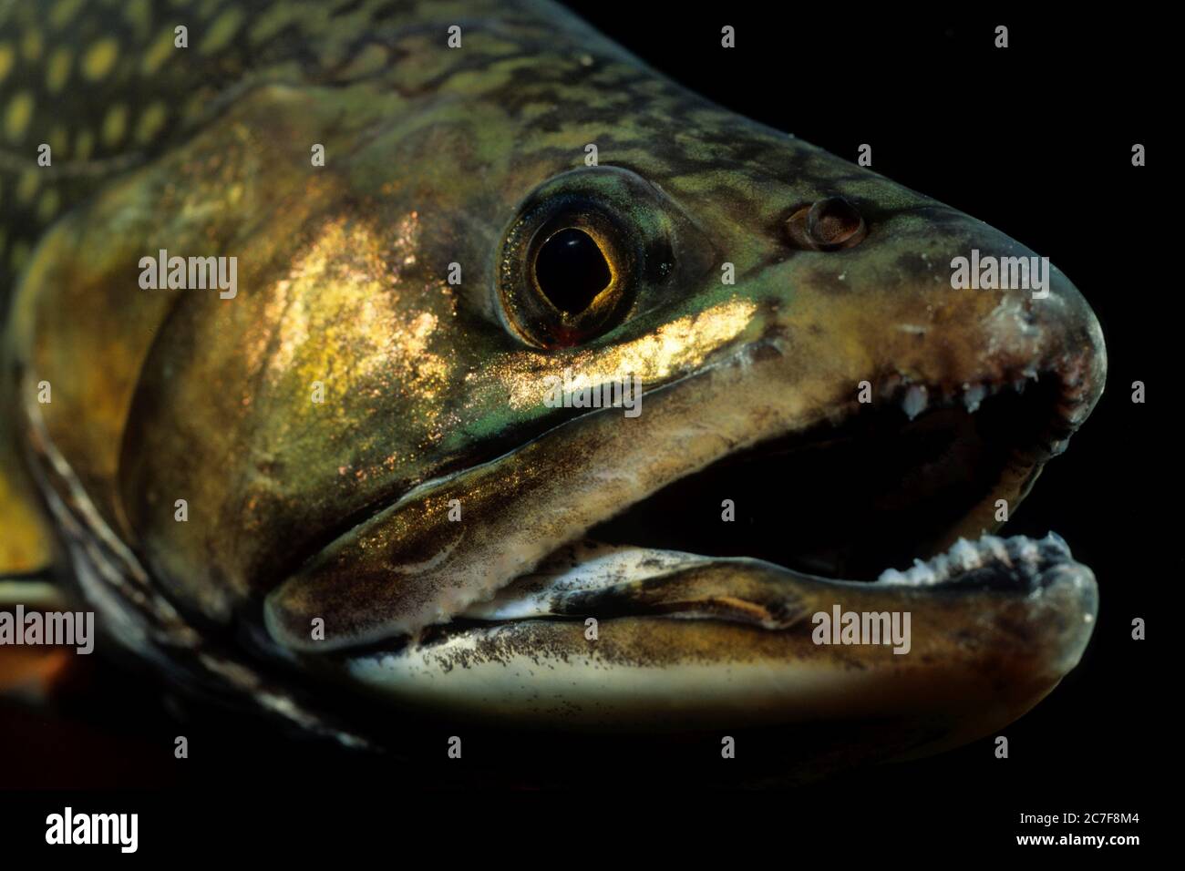 Brook Trout (Salvelinus fontinalis), portrait, Badersee, Bavaria ...