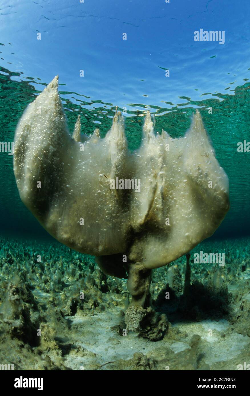 White slime algae alga hi-res stock photography and images - Alamy