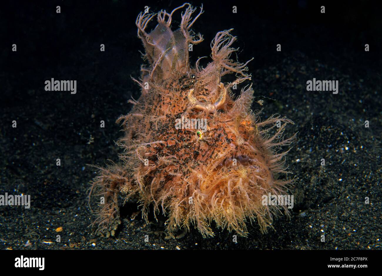 Shaggy frogfish antennarius hispidus hi-res stock photography and ...