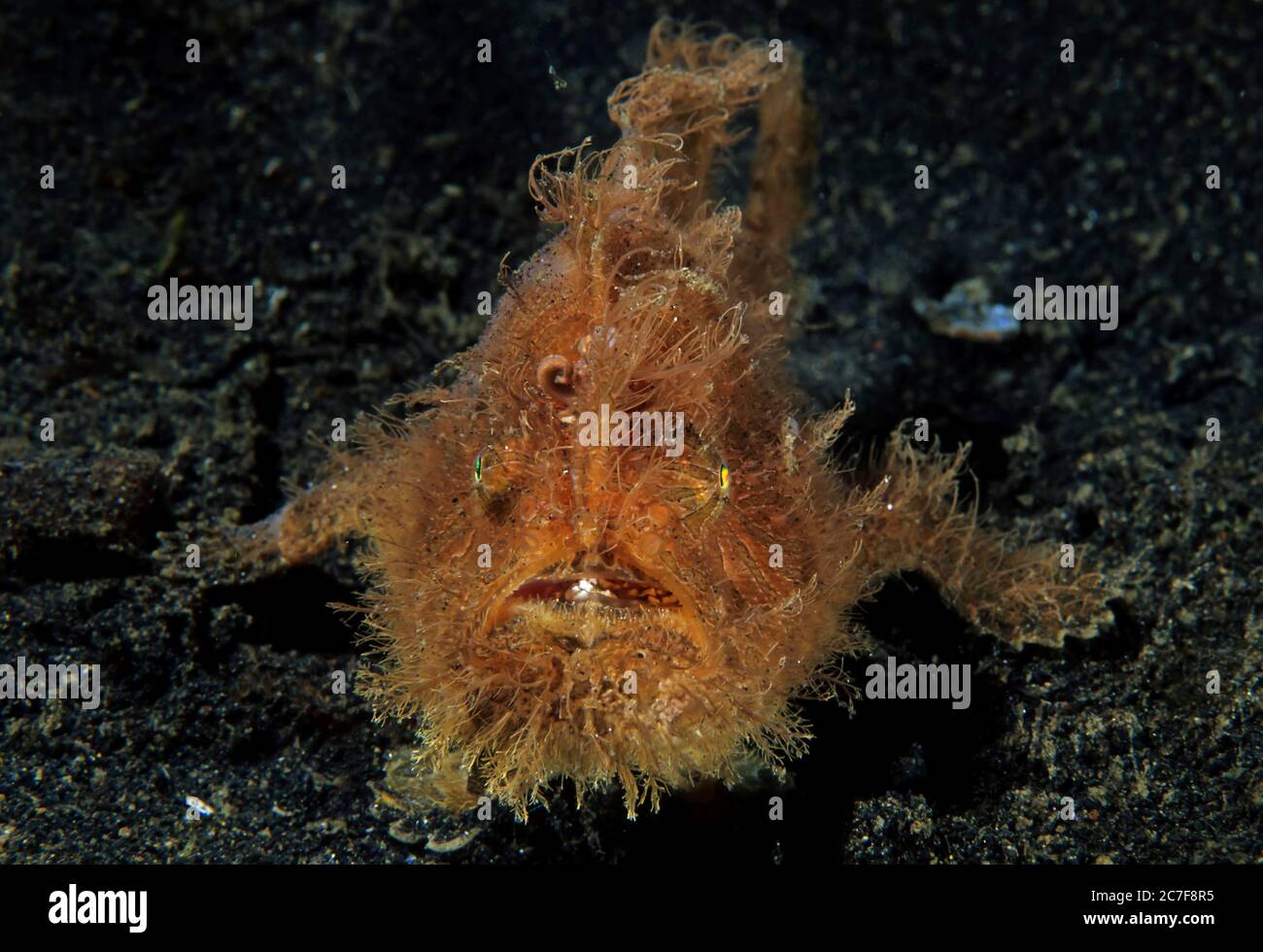 Shaggy frogfish hi-res stock photography and images - Alamy