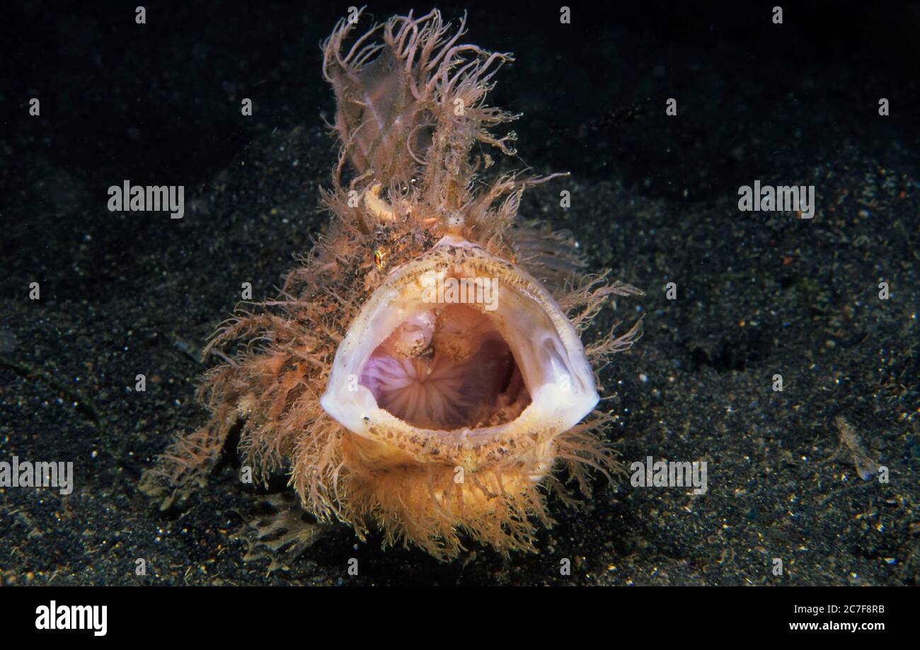 Shaggy frogfish (Antennarius hispidus) on sandy ground, open mouth ...