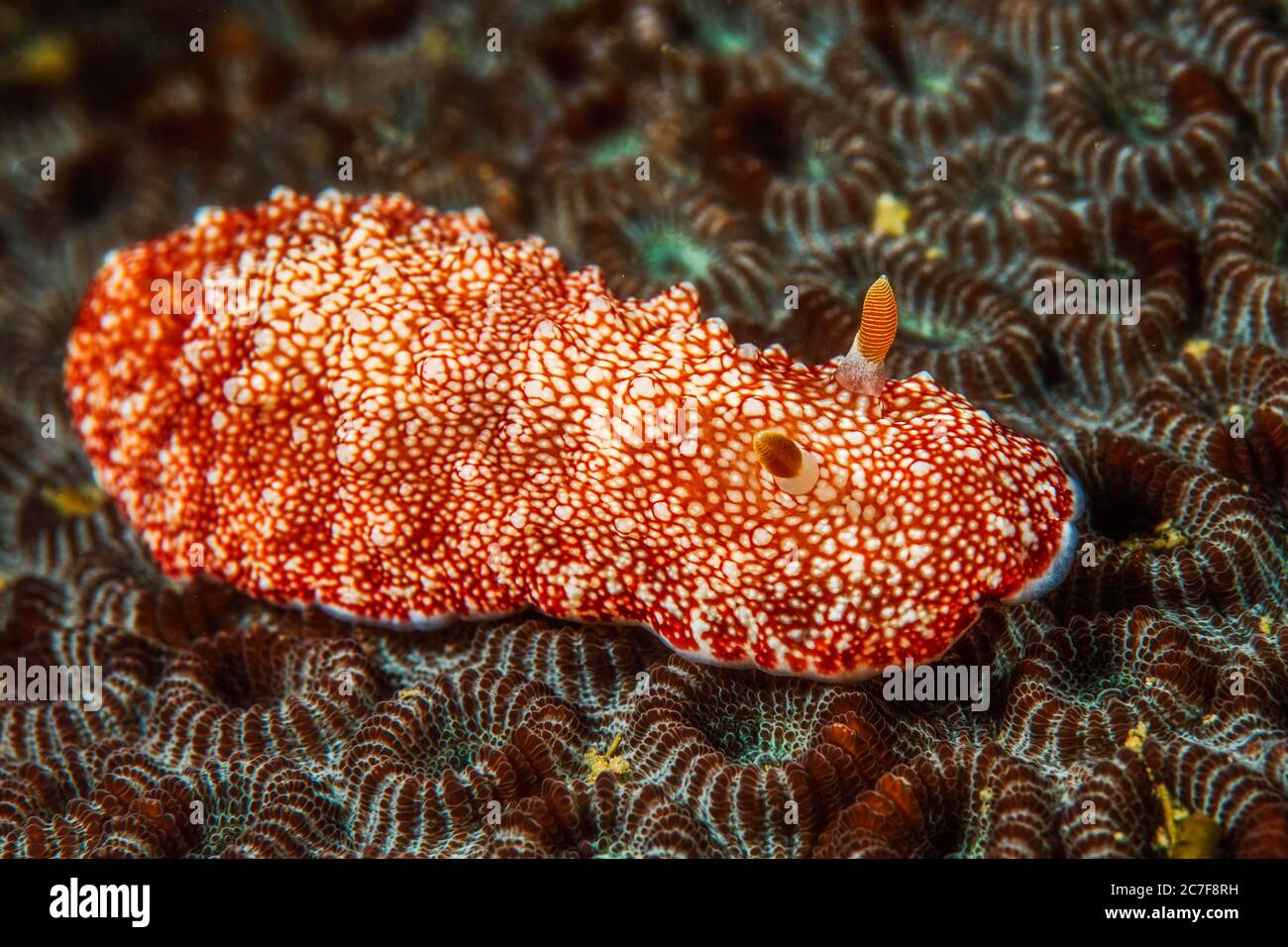 Chromodoris reticulata (Chromodoris reticulata), Bohol, Lake Mindanao ...