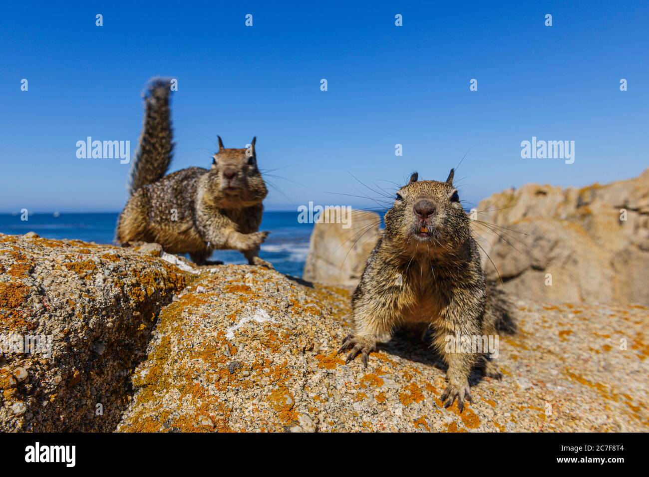 California ground squirrels hi-res stock photography and images - Alamy