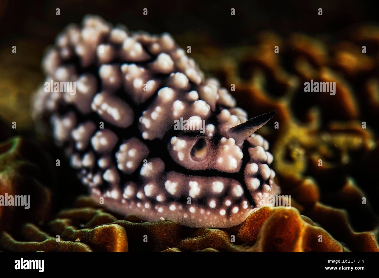 Pipek Phyllidiopsis (Phyllidiopsis Pipeki), Bohol, Lake Mindanao ...