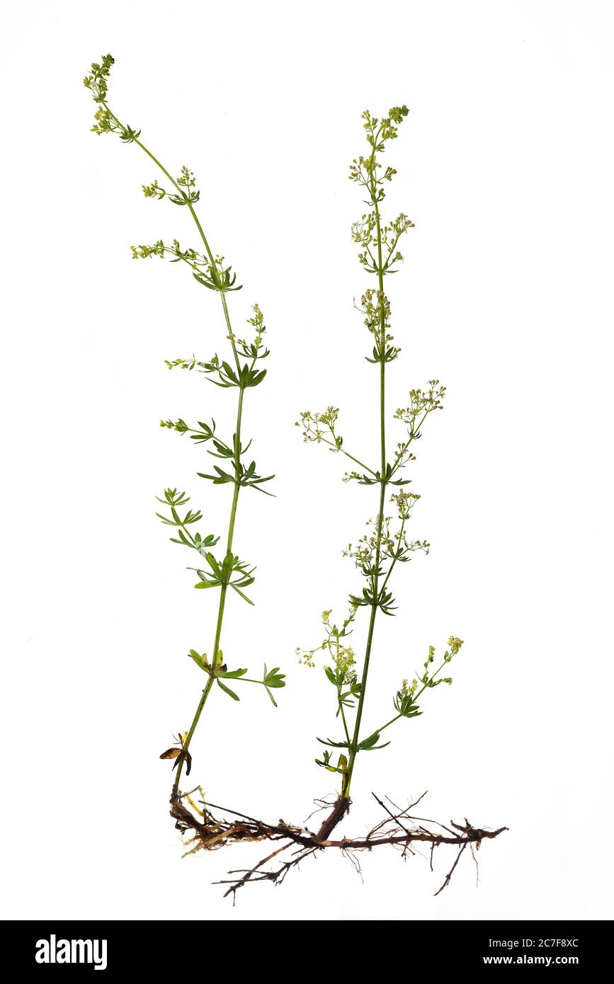 Ladys bedstraw root hi-res stock photography and images - Alamy