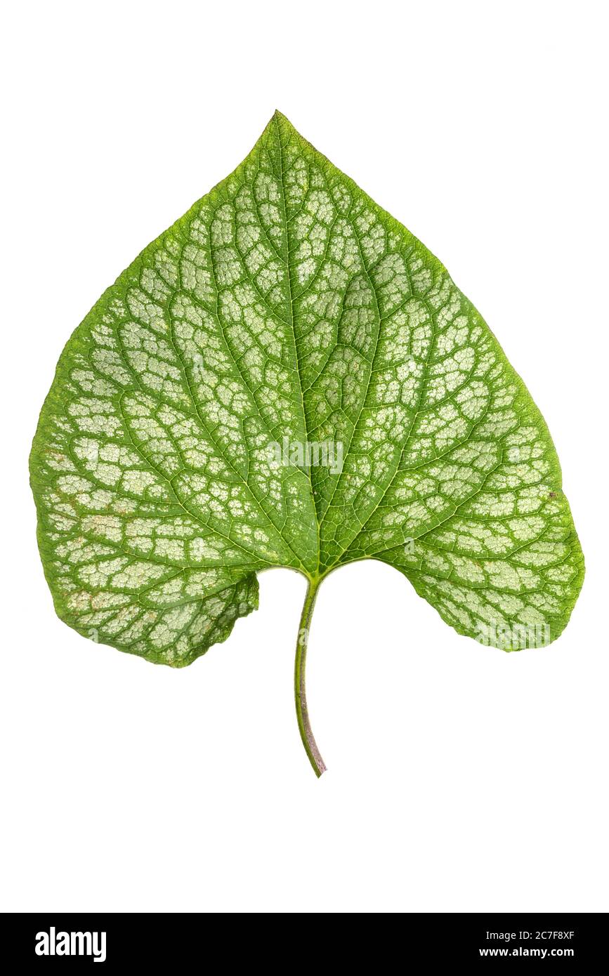 Leaf of the large-leaved Caucasian forget-me-not (Brunnera macrophylla ...