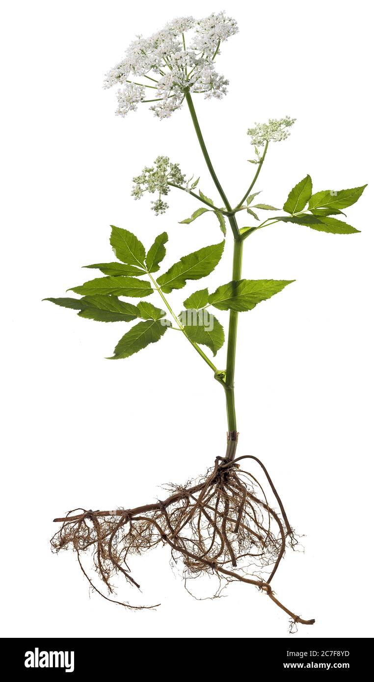 Flowering ground elder (Aegopodium podagraria) on white background ...