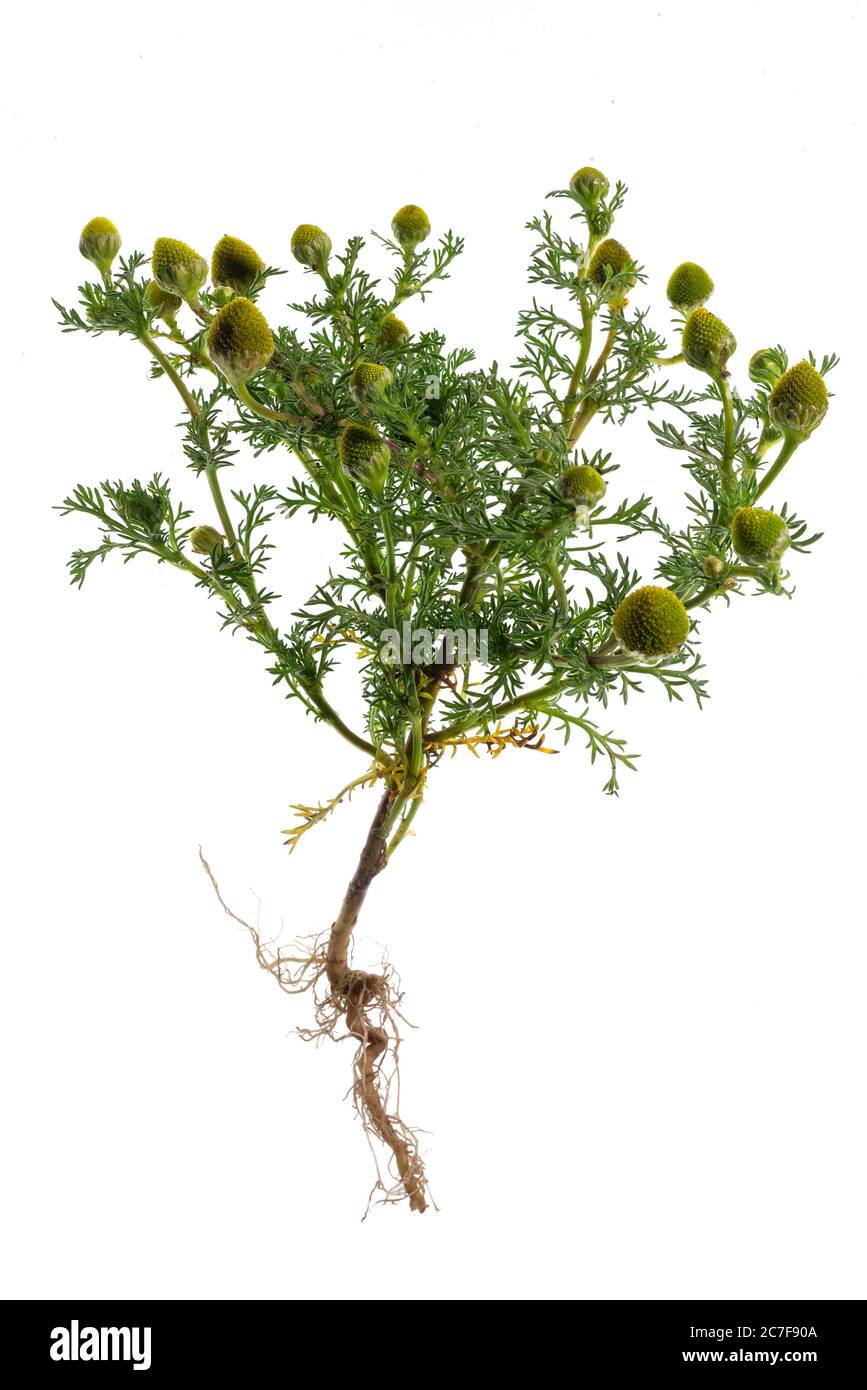 Common matricary (Matricaria discoidea) on white background, Germany ...