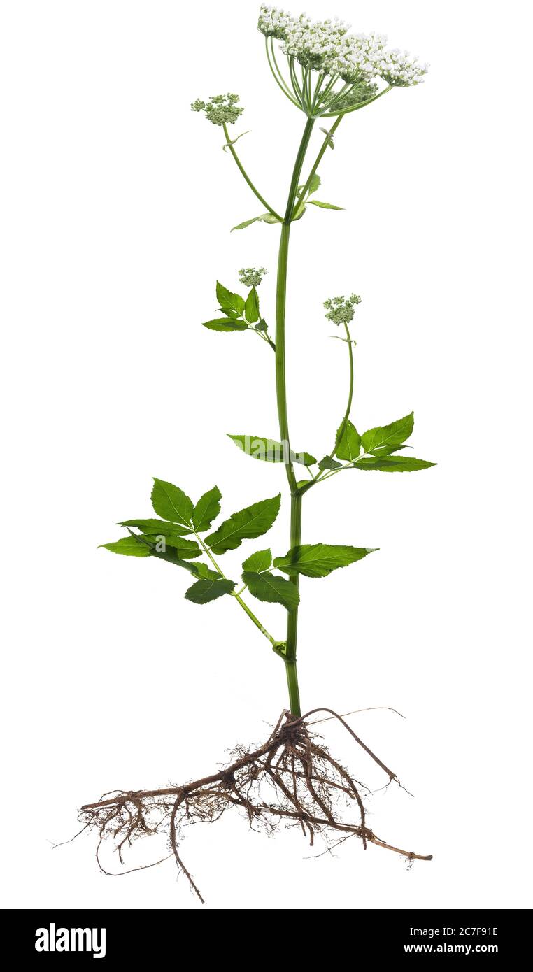 Flowering ground elder (Aegopodium podagraria) on white background ...
