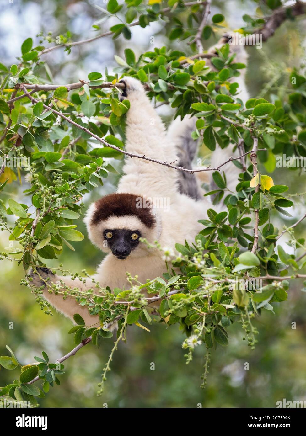 Verreaux's sifaka (Propithecus verreauxi) hanging in a tree, Berenty ...